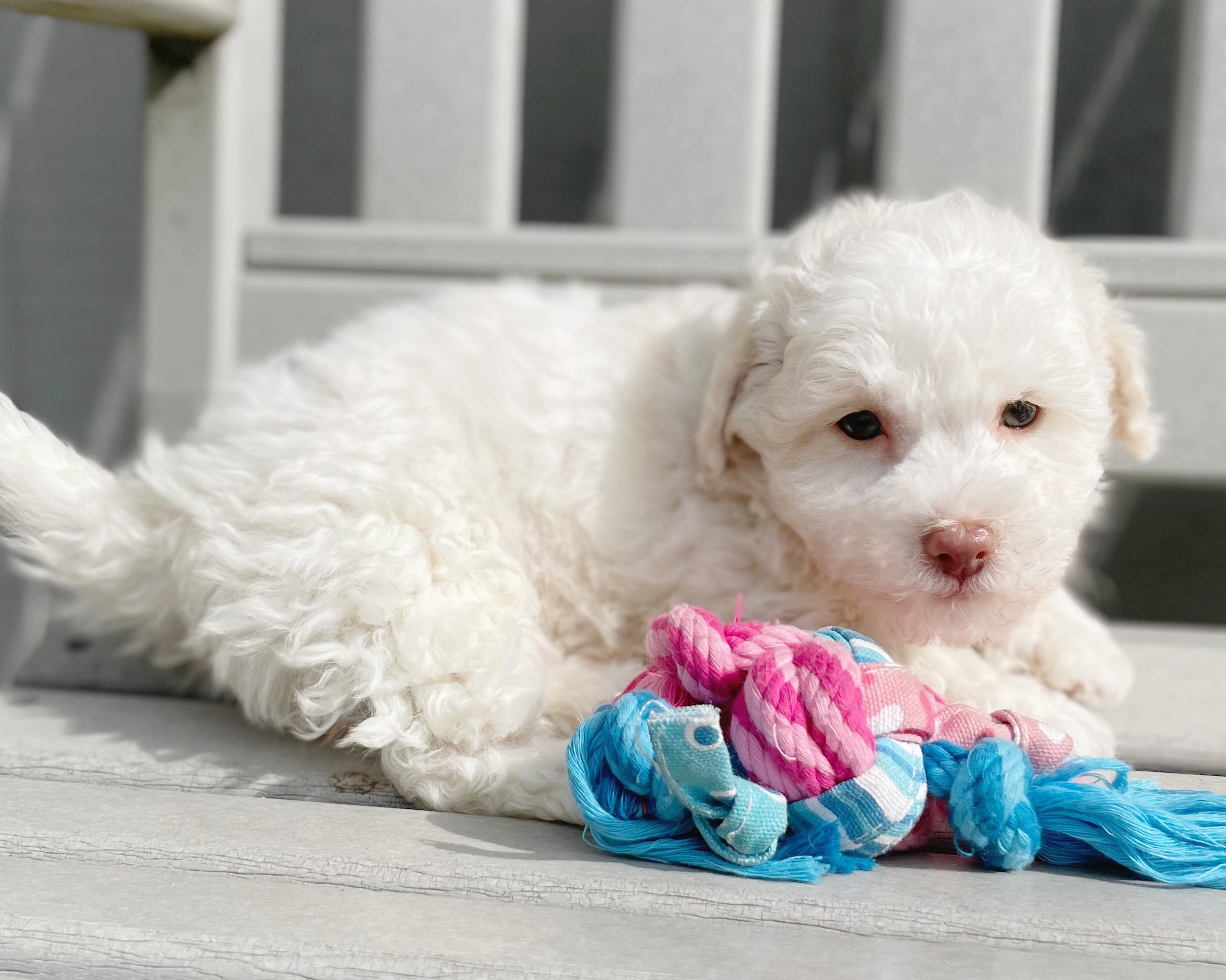 Booths Corner Pet Supply: Available Puppies