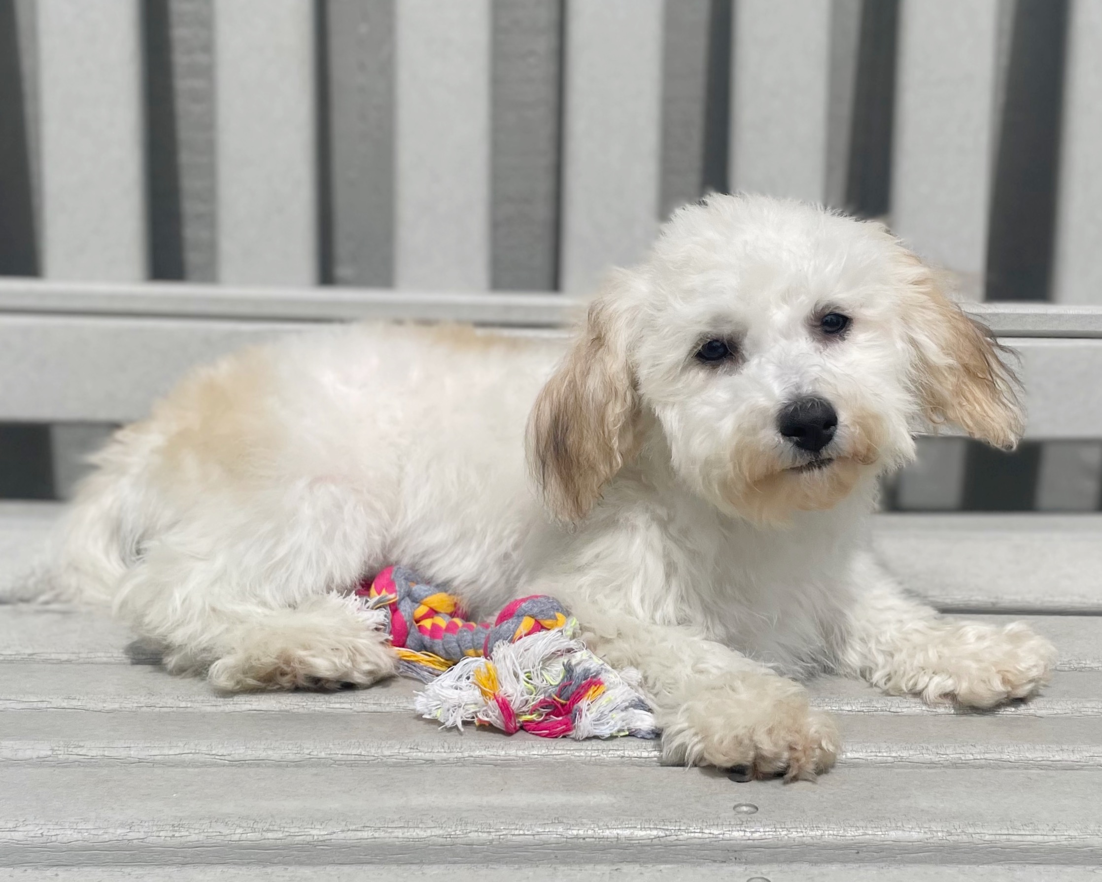 Booths Corner Pet Supply: Available Puppies
