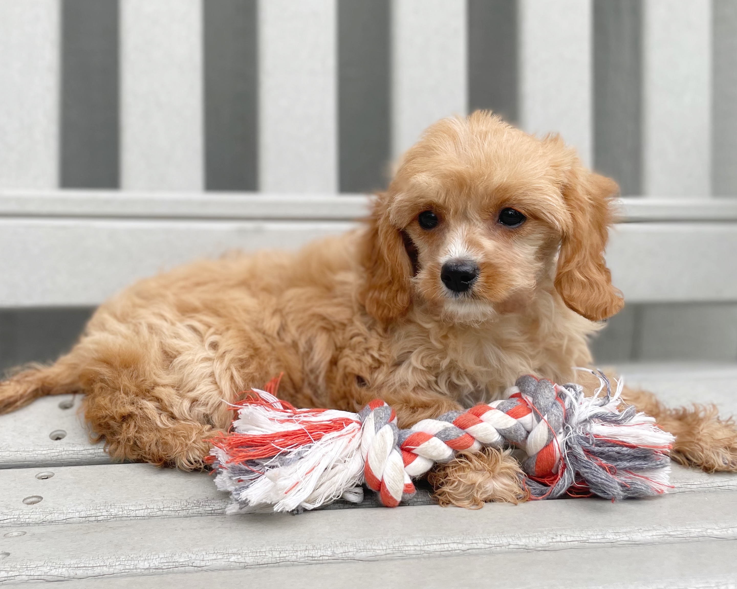Booths Corner Pet Supply: Available Puppies