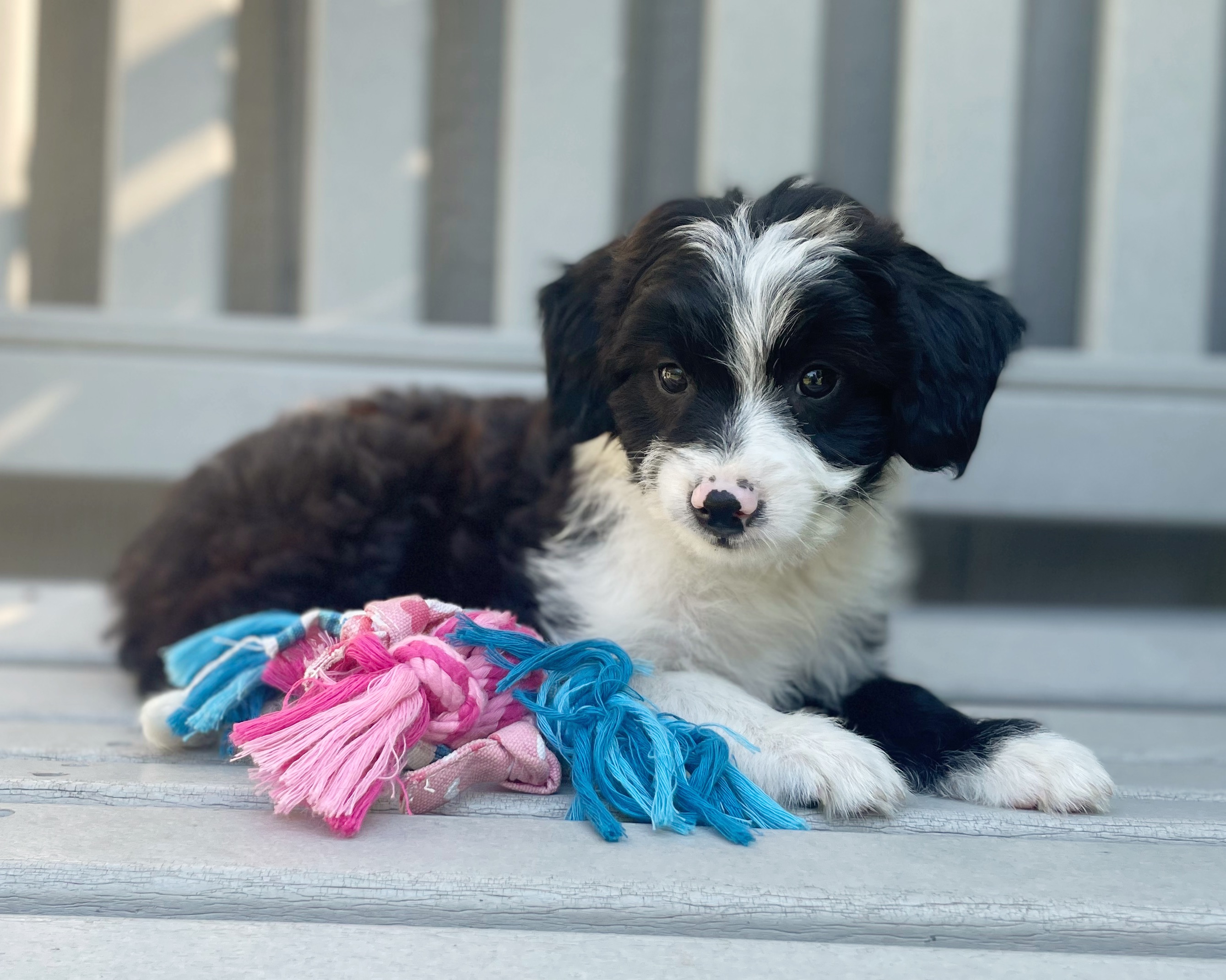 Booths Corner Pet Supply: Available Puppies