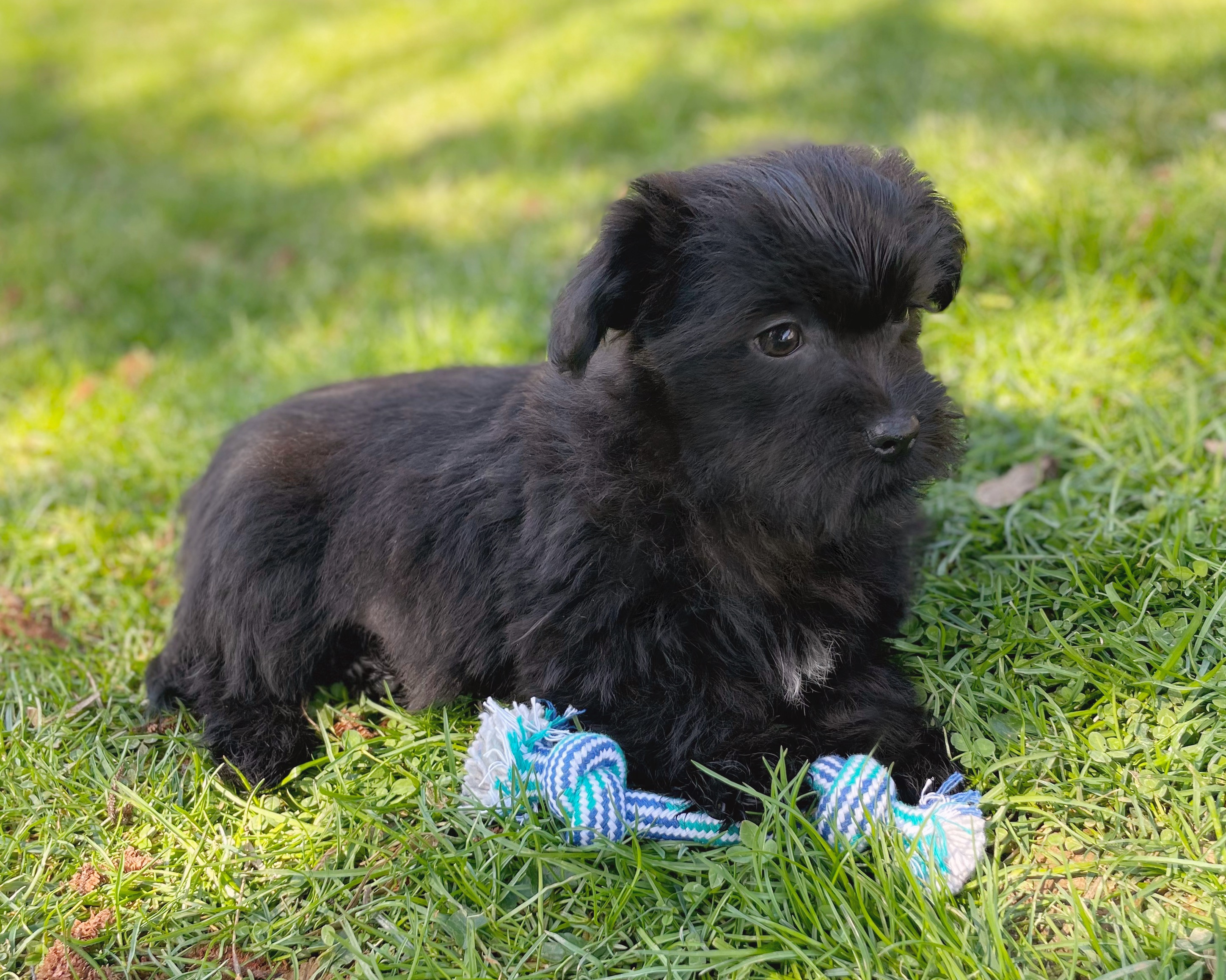 Booths Corner Pet Supply: Available Puppies
