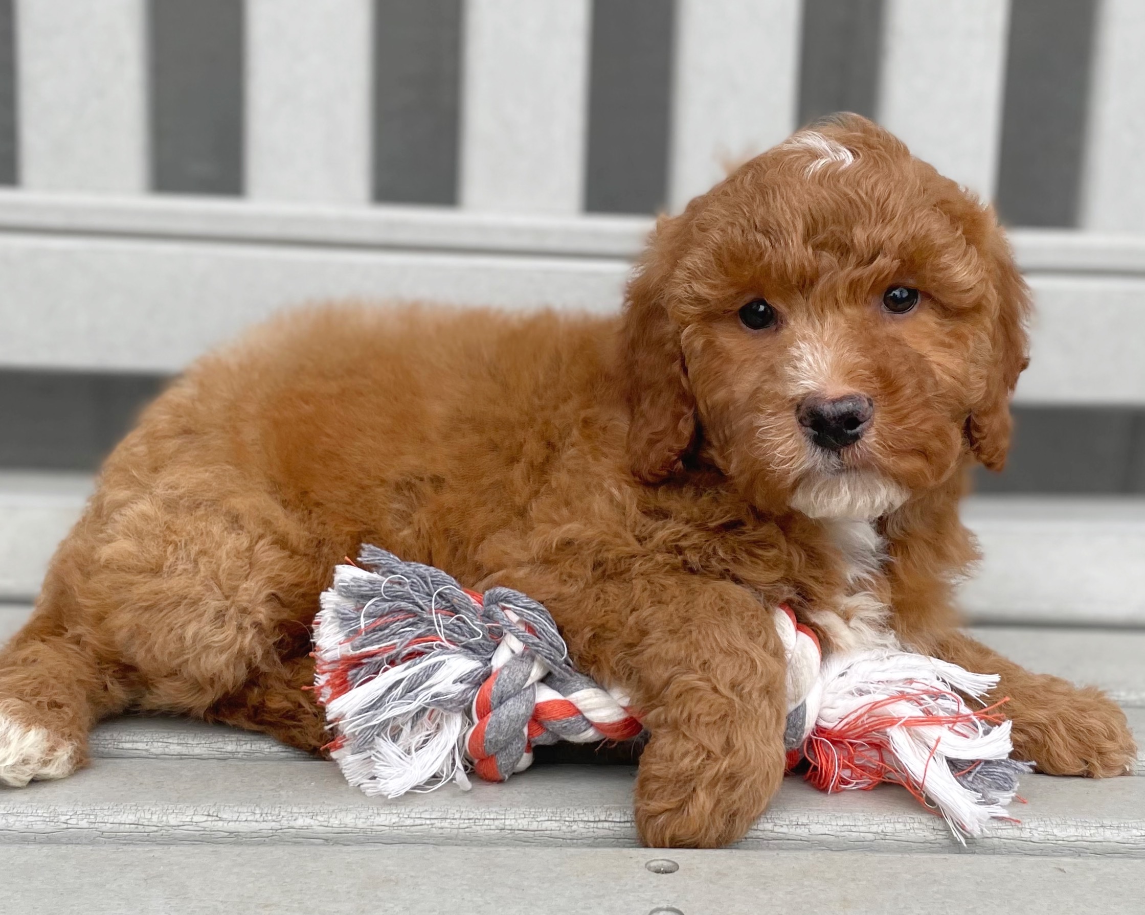 Booths Corner Pet Supply: Available Puppies