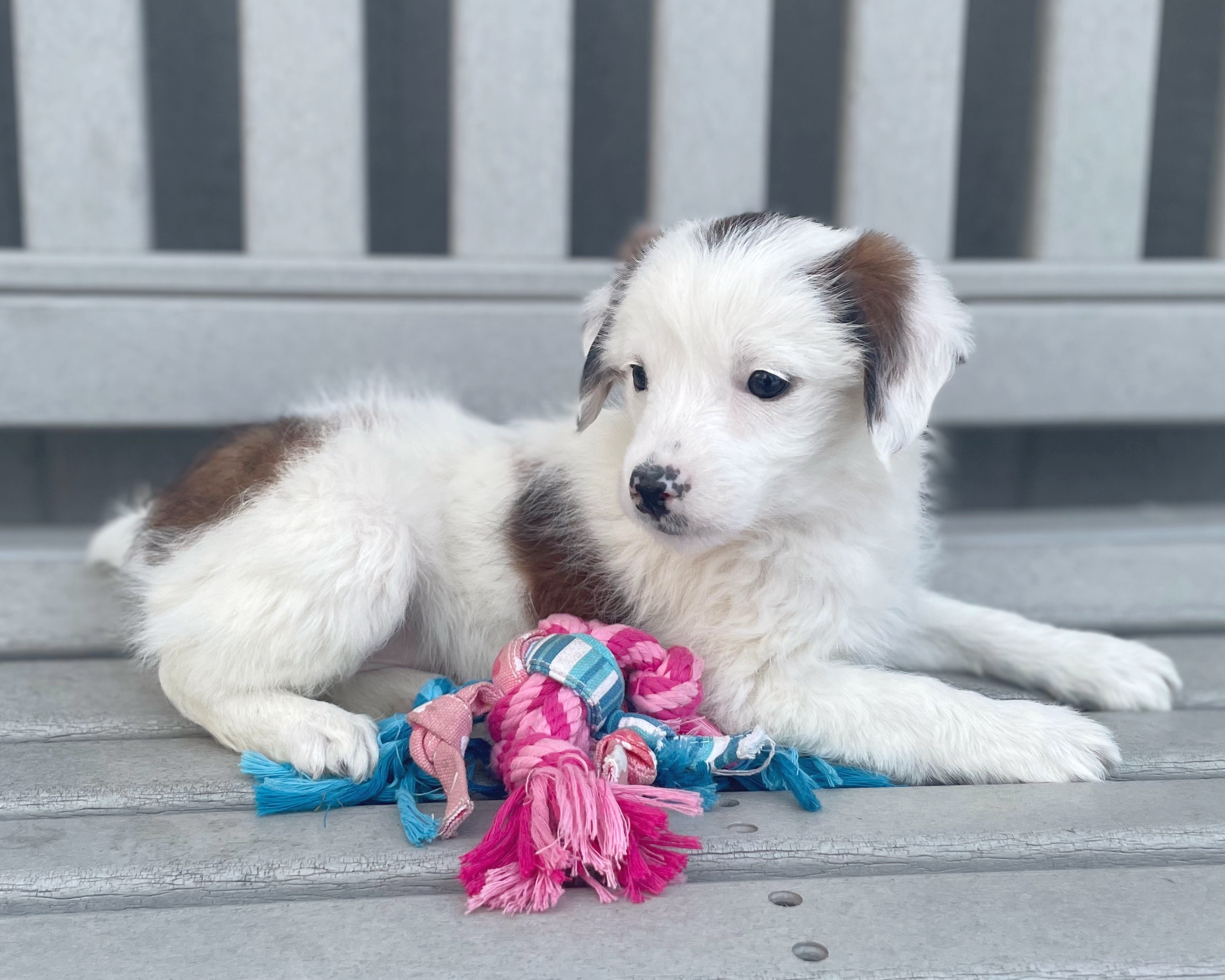 Booths Corner Pet Supply: Available Puppies